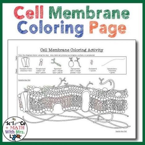 Cell Membrane Coloring Worksheet Answer Key 1 | Free Worksheets Samples