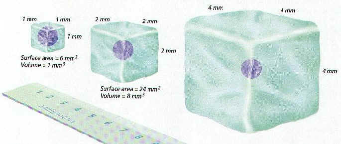 Cell Size Free Worksheets Samples 7854