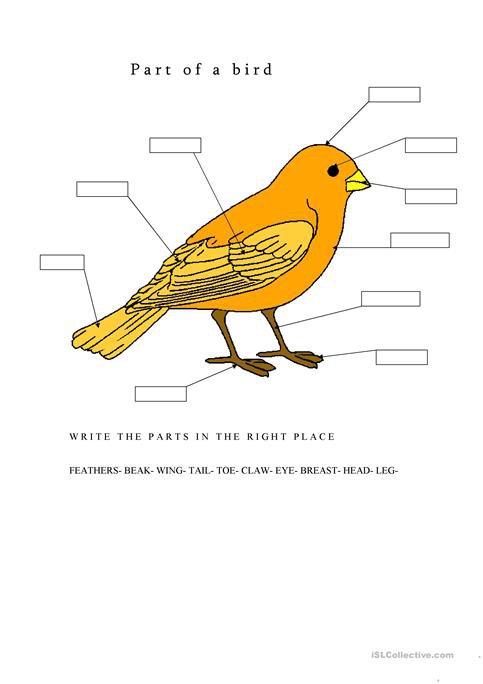 Parts Of The Bird Worksheets
