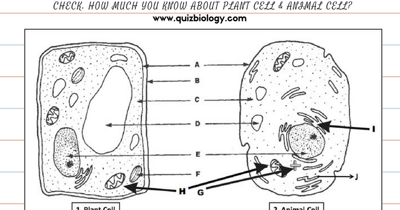 Plant Cell And Animal Cell Diagram Worksheet Pdf ~ Biology Exams 4 U ...