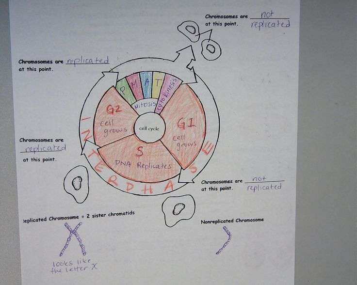 The Cell Cycle Coloring Worksheet Key Free Worksheets Library | Free ...