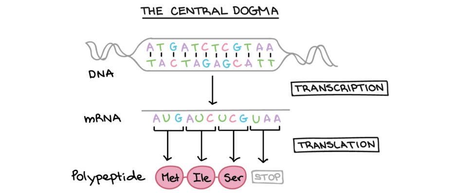 Dna Replication Worksheets For High School