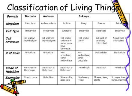 Worksheets On Classification Of Living Things