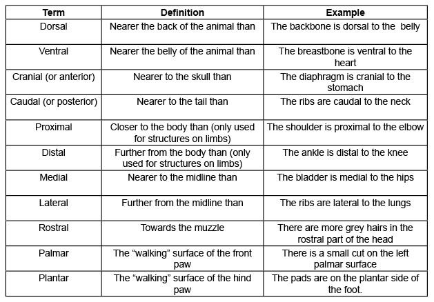 Anatomical Terms Worksheets