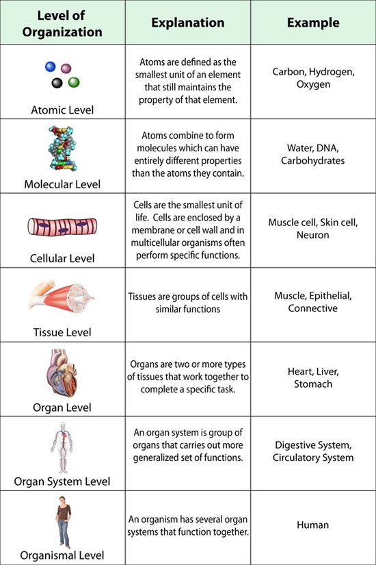 Biology Levels Of Organization Worksheets