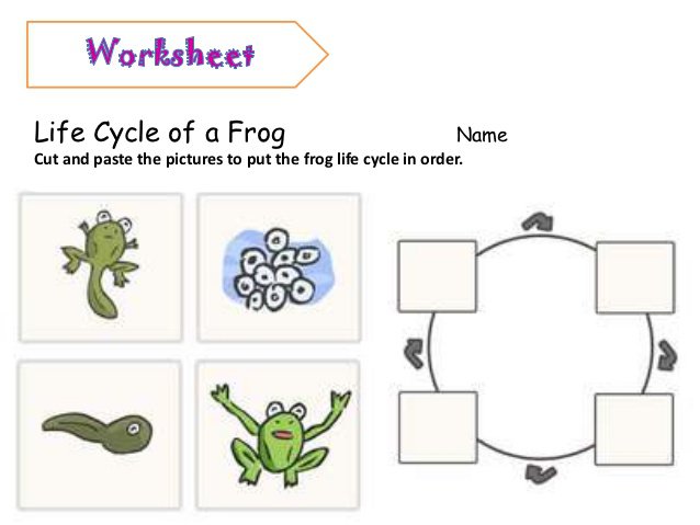 Life Cycle Of Animals Worksheets