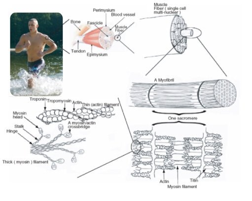 Muscle Contraction Worksheets