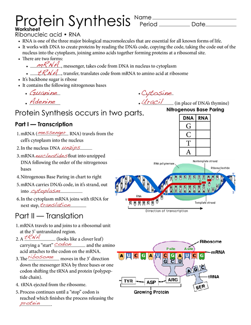 Protein Synthesis Worksheets Answer Key