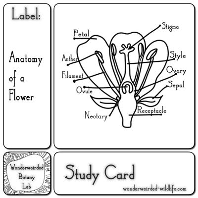 Anatomy Of A Flower Study Card And Diagram To Label | Free Worksheets ...
