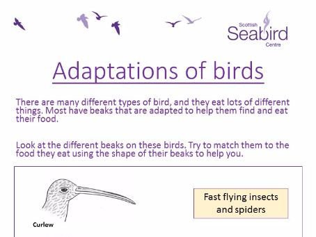 Bird Adaptations Worksheets