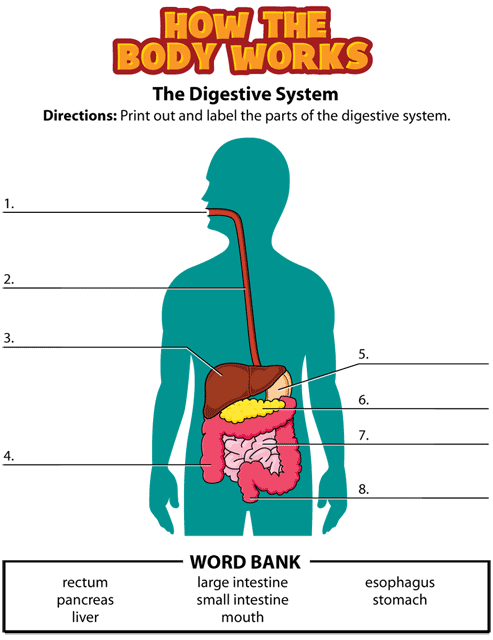 Digestive System Worksheets For 5th Grade