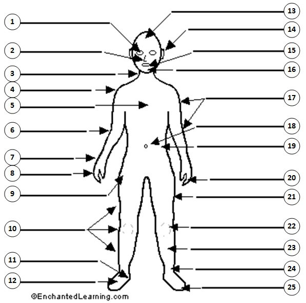 Body Parts In English Worksheets body-parts-in-english-worksheets
