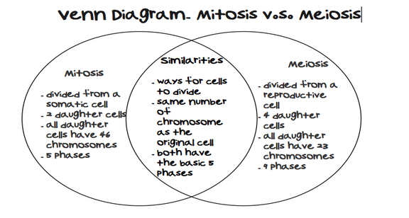 Mitosis Vs Meiosis Venn Diagram Comparing And Contrasting Mitosis ...