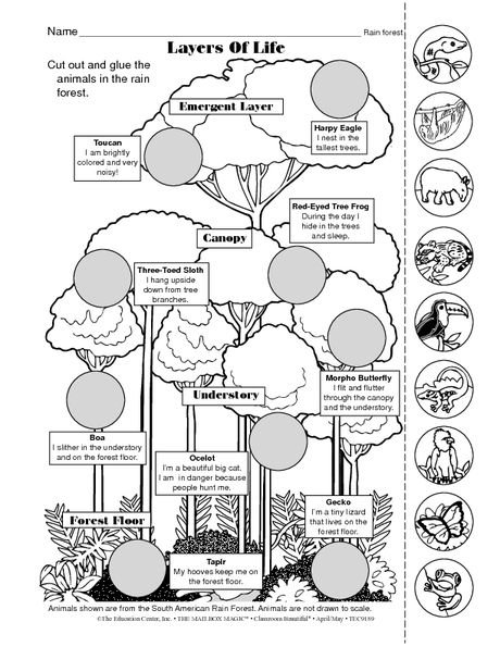 Amazon Rainforest Worksheets
