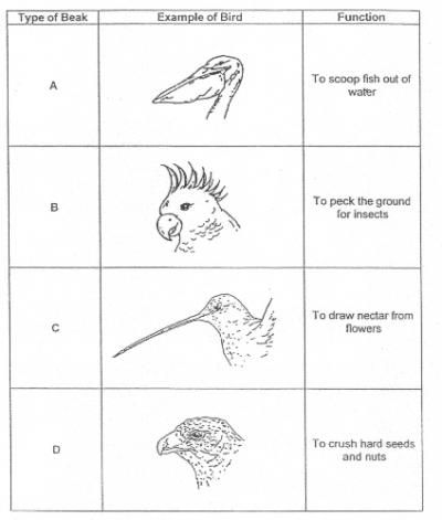 Bird Adaptations Worksheets