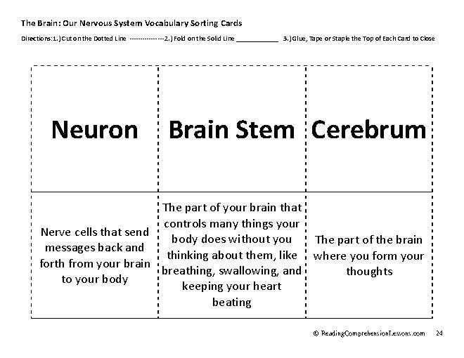 Nervous System Worksheets For Kids