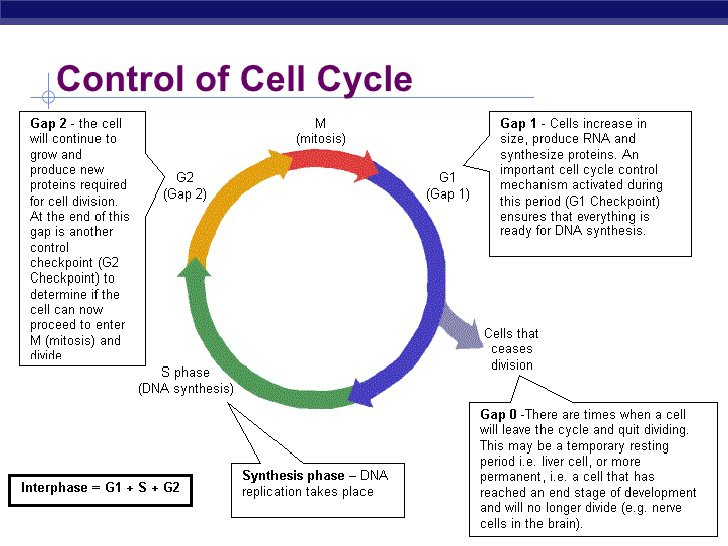 Cell Cycle Worksheets Answer Key