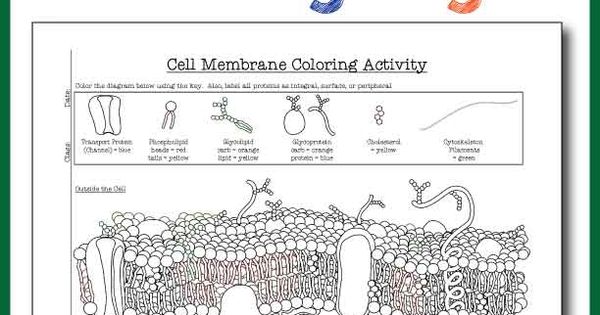 Cell Membrane Coloring Worksheet Free 6158 Coloring Worksheet | Free ...