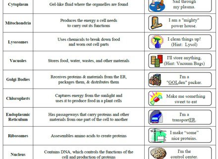 Cell Organelles Worksheet Cell Organelle Research Worksheet | Free ...
