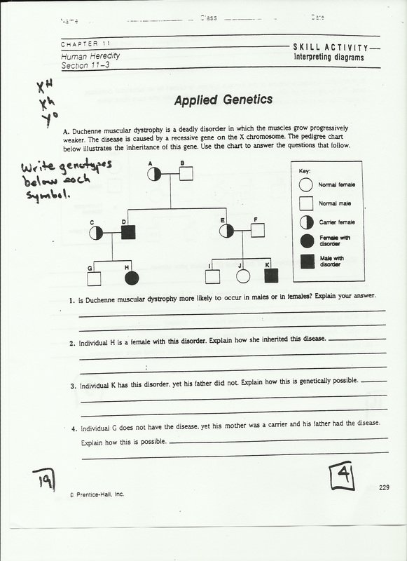 Genetics Worksheets 1 Answers