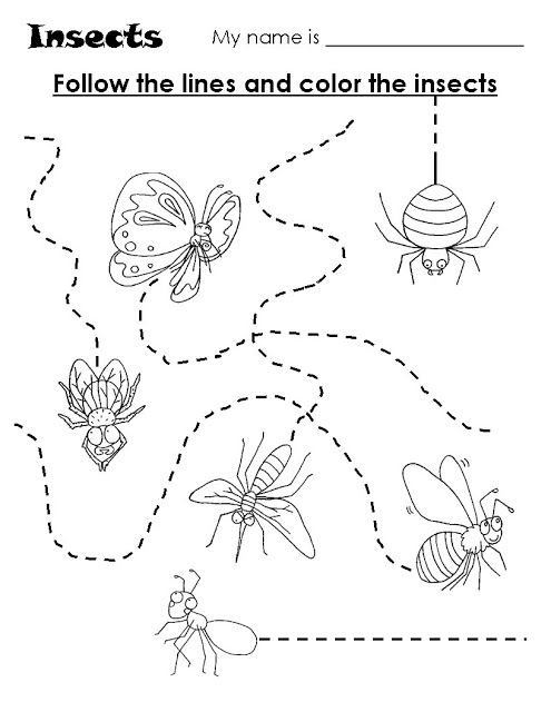 Insects Trace Worksheet | Free Worksheets Samples