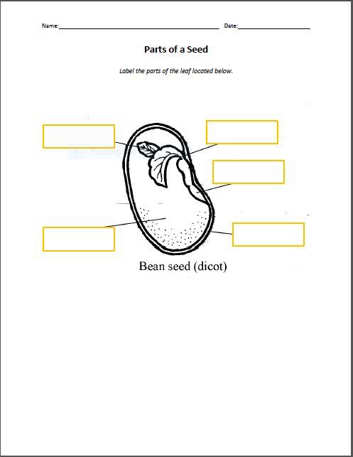 Parts Of A Seed Worksheet Worksheets For All | Free Worksheets Samples