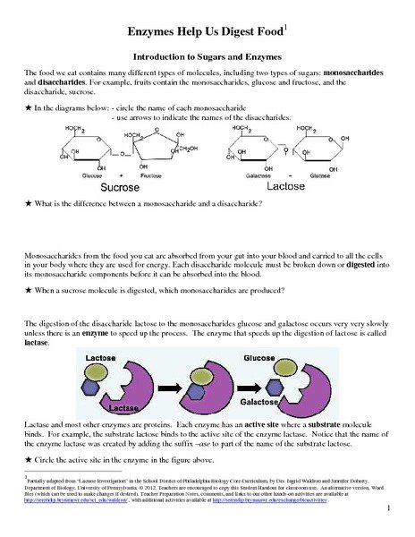 Biology Enzymes Worksheets