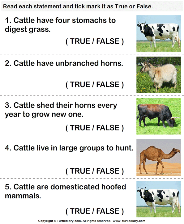 Facts About Cattle Worksheet | Free Worksheets Samples