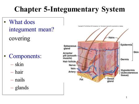 Integumentary System Worksheets