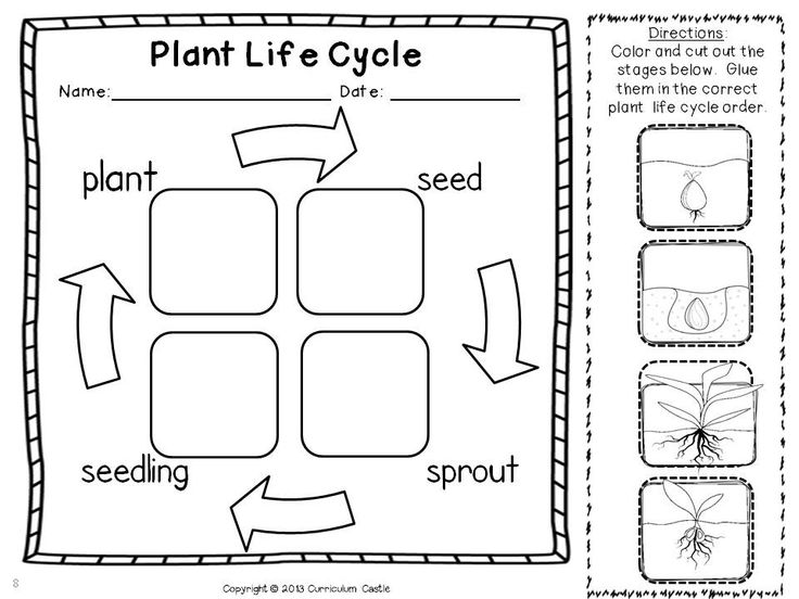 Life Cycle Of A Bean Plant For Kids Worksheets