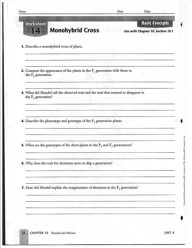 Monohybrid Cross Worksheets Key