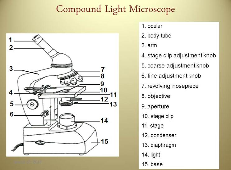 Light Microscope Worksheets