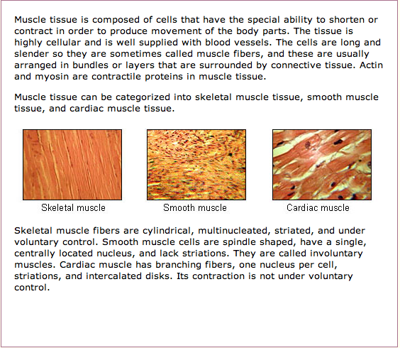 Muscle Tissue Worksheets