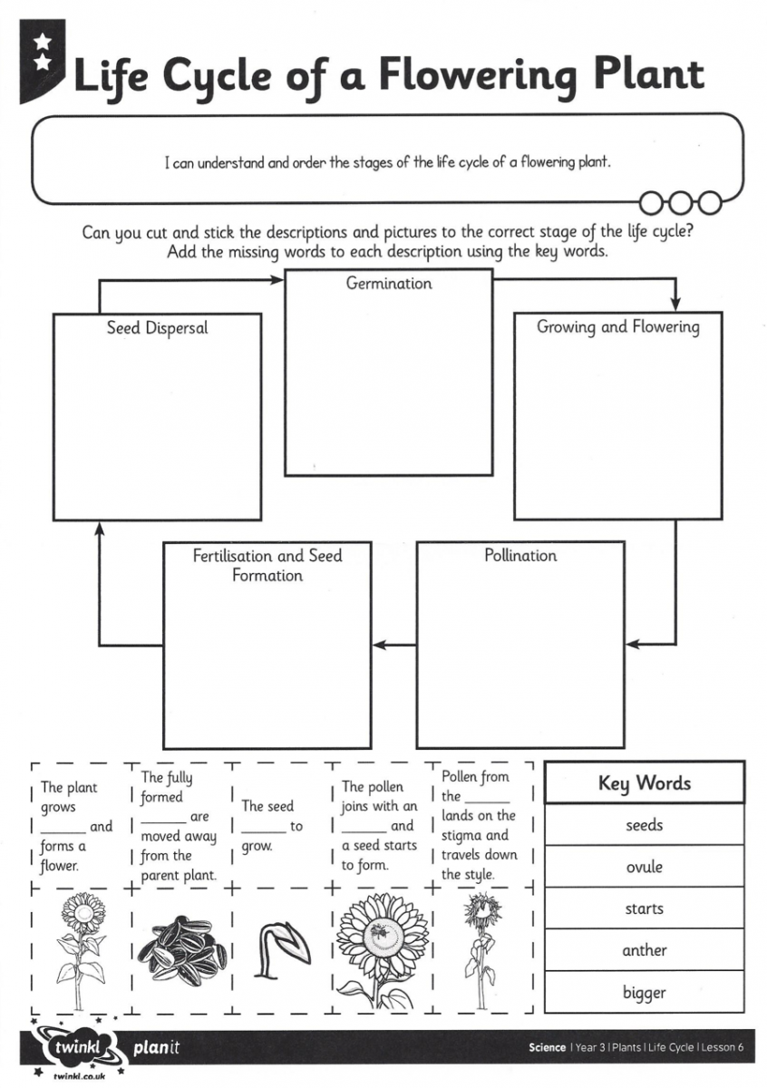 Life Cycle Plant Worksheets
