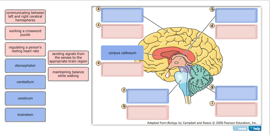 Brain Structures And Functions Worksheets