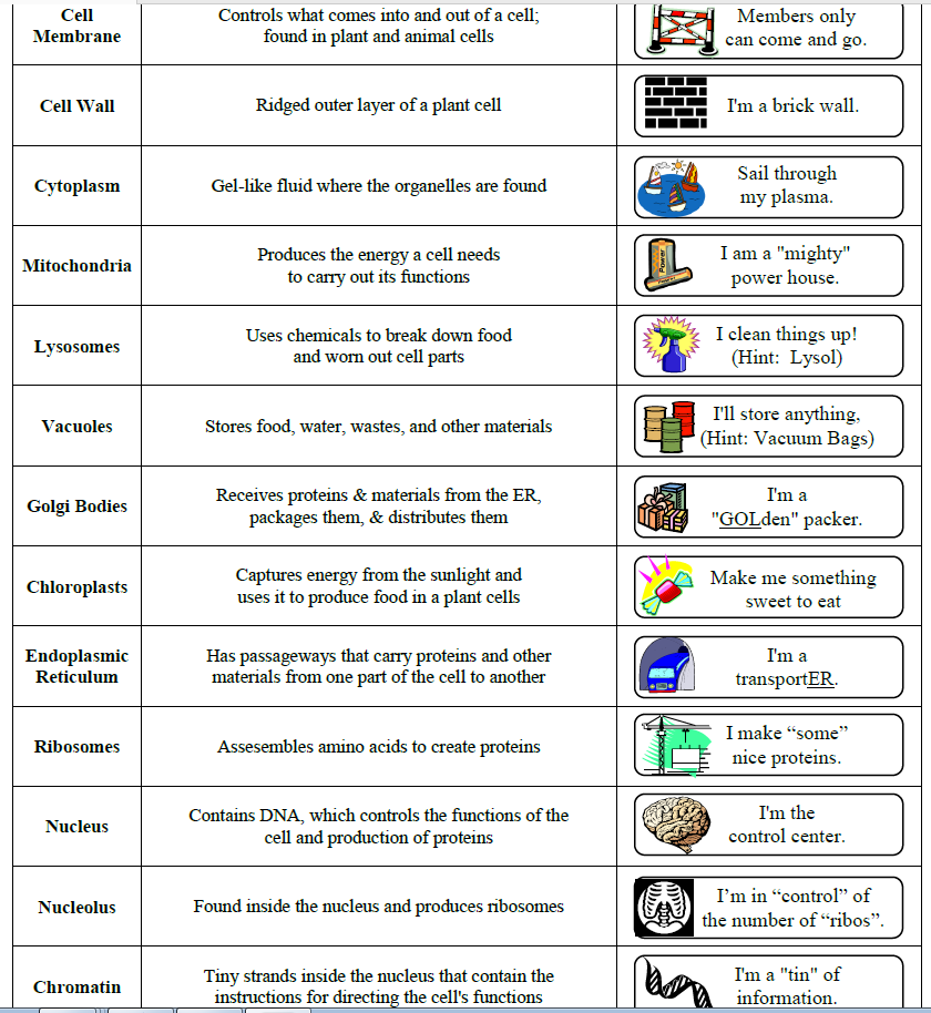 Cell Organelles Worksheet Middle School The Best Worksheets Image ...