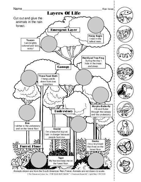 Layers Of The Rainforest Worksheet The Best Worksheets Image | Free ...
