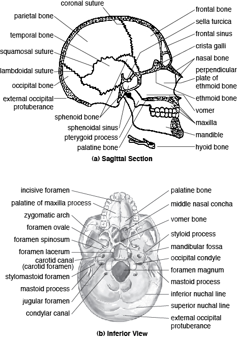Skull Cranium And Facial Bones | Free Worksheets Samples