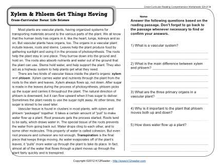 Xylem And Phloem Worksheets