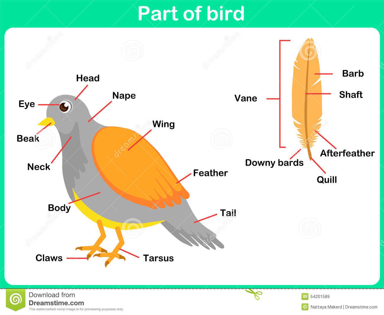 Body Parts Of A Bird Worksheets Free Worksheets Samples body-parts-of-a-bird-worksheets-free-worksheets-samples