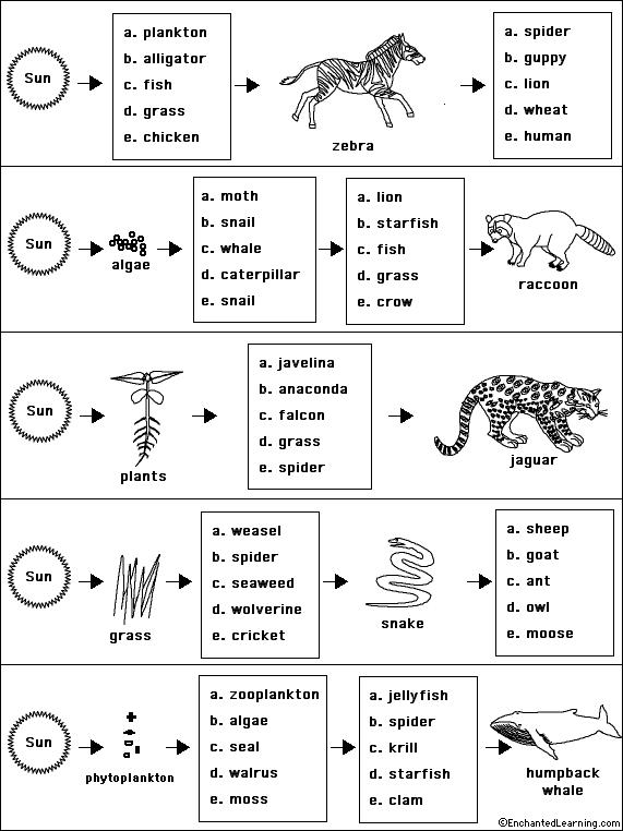 Biology Food Web Worksheets