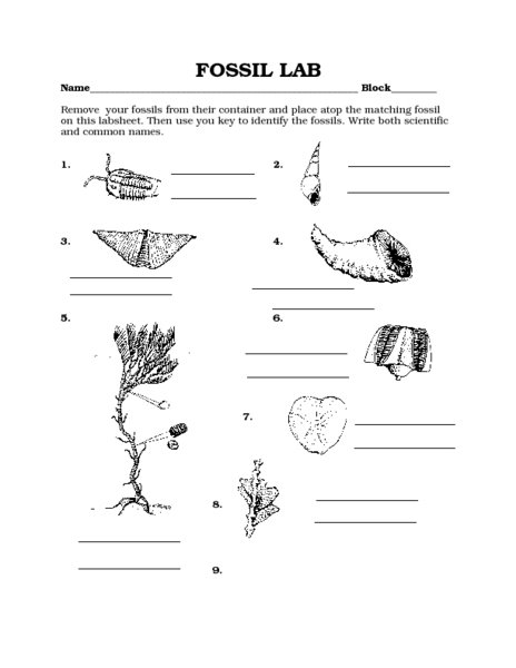 Fossil Worksheets For 4th Grade
