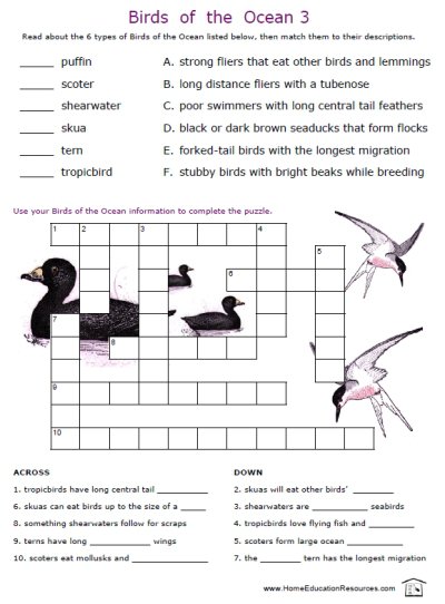 Fran’s Freebies Seabirds Unit â Home Education Resources | Free ...