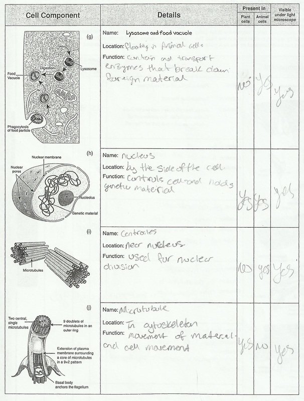 Worksheets On Cell Structure And Organelles