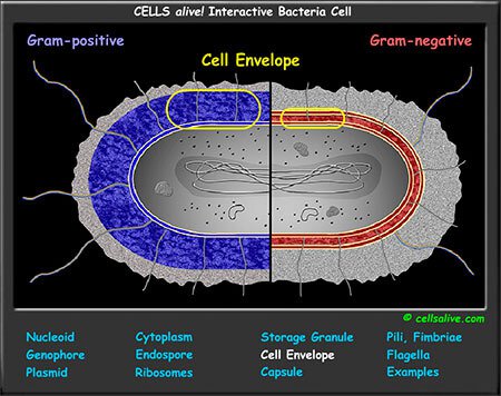 Interactive Cell Models | Free Worksheets Samples