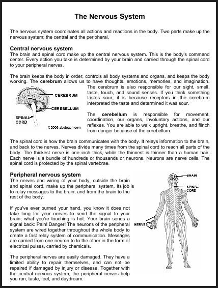 Nervous System Worksheet Nervous System Worksheet Worksheets For | Free ...
