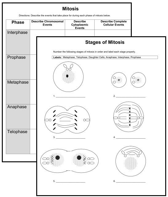 Stages Of Mitosis Worksheets