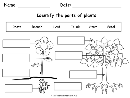 Parts Of Plants Worksheets For Grade 1
