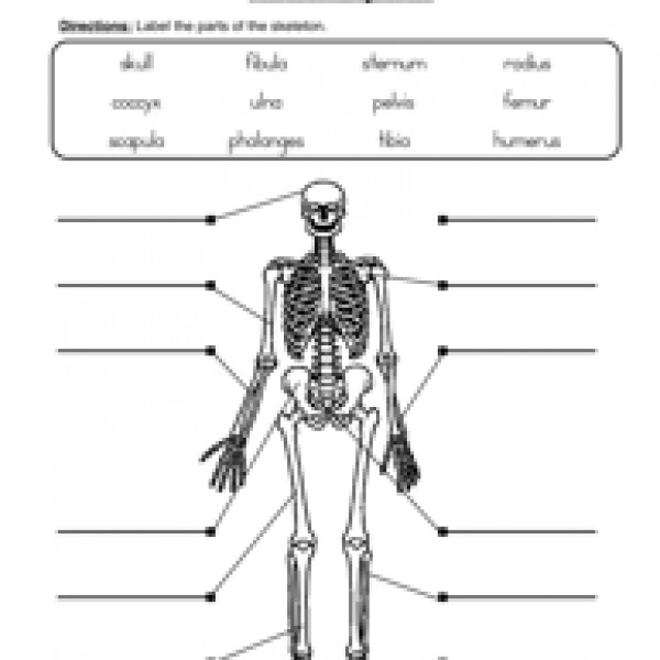 Printable Skeleton Worksheets