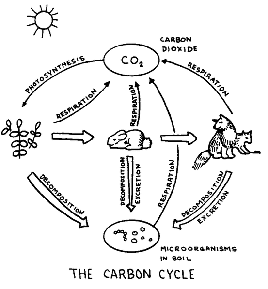 Biogeochemical Cycle Worksheets biogeochemical-cycle-worksheets